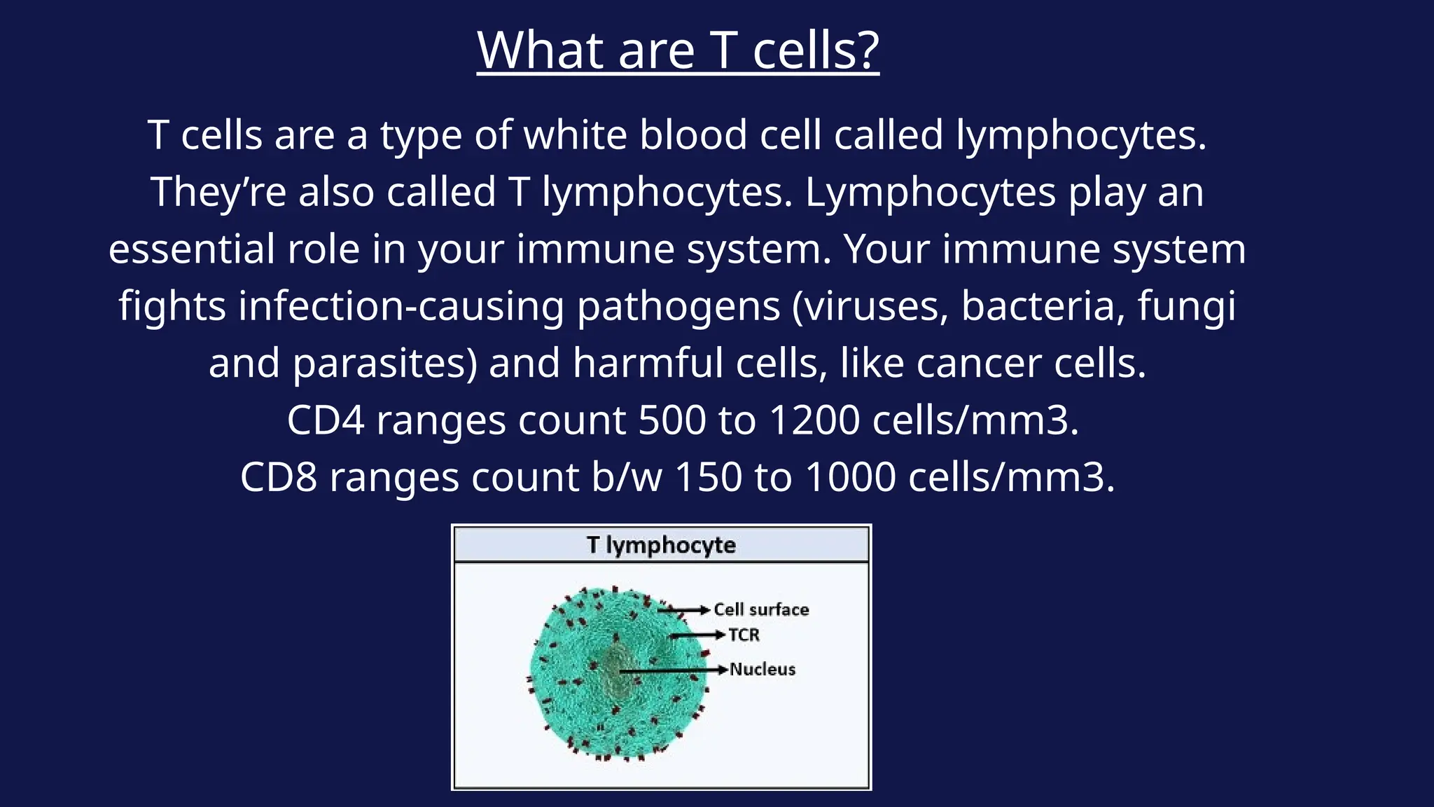 Lymphocytes and its functions and diseases. | PPT