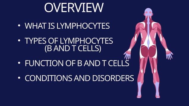Lymphocytes and its functions and diseases. | PPT