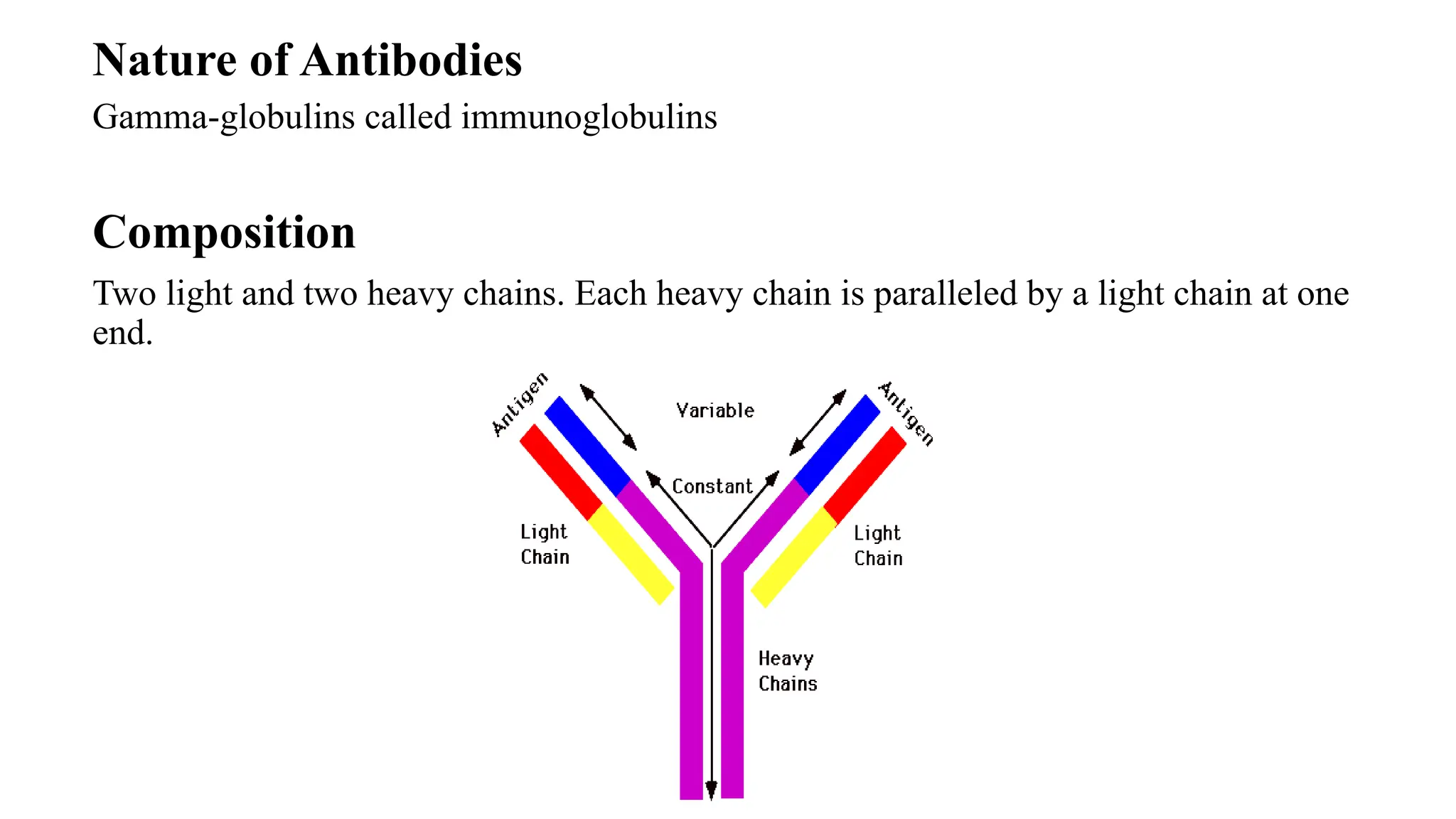 Lymphocytes, its types, functions, roles | PPTX