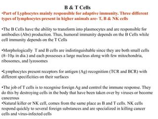 Lymphocytes development, Dr. Akshat Uniyal | PPT