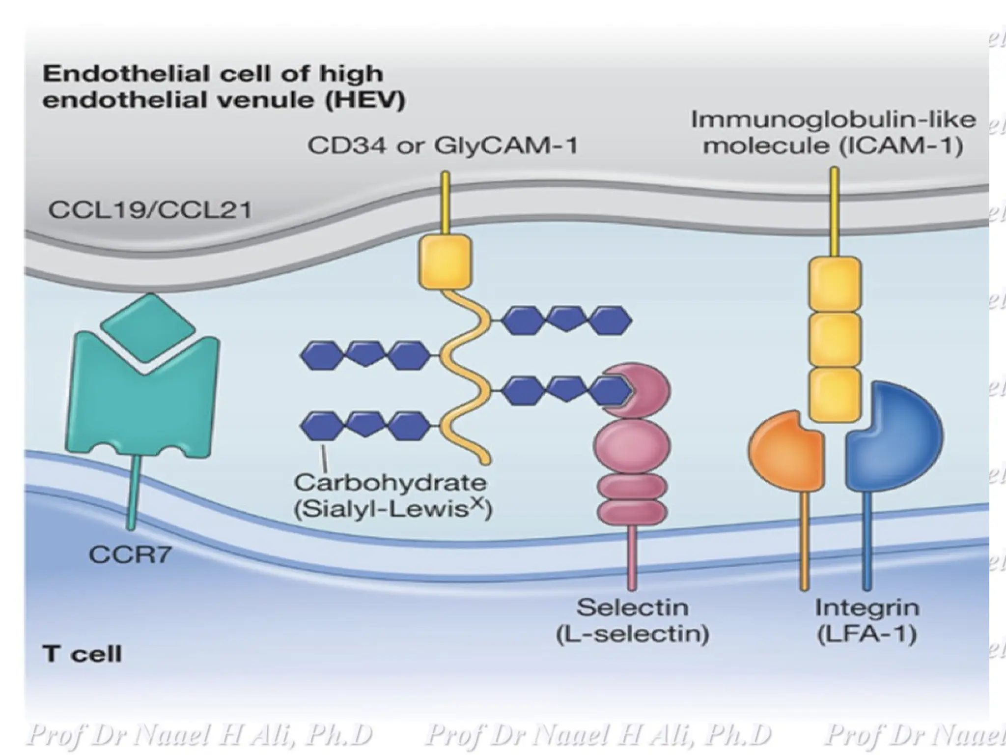 Lymphocytes migration homing and trafficking (1).pptx