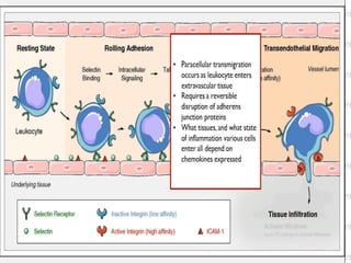 Lymphocytes migration homing and trafficking (1).pptx
