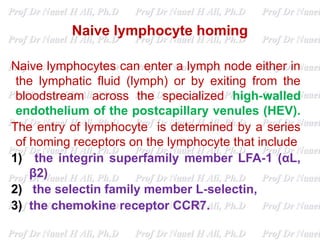 Lymphocytes migration homing and trafficking (1).pptx