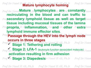 Lymphocytes migration homing and trafficking (1).pptx