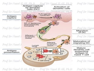 Lymphocytes migration homing and trafficking (1).pptx