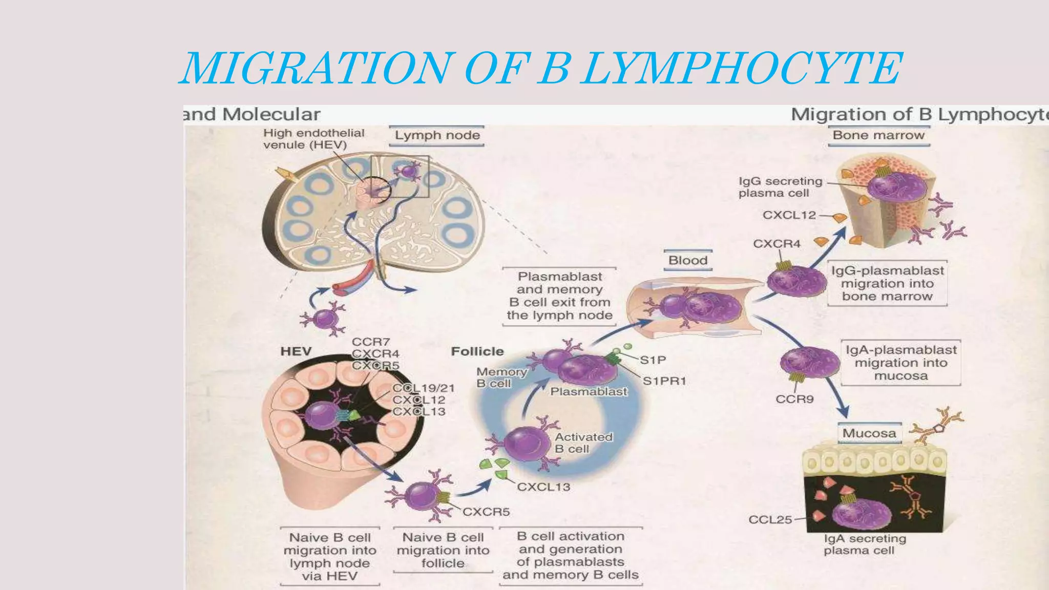 Lymphocyte traffic p.k.sonkar | PPTX