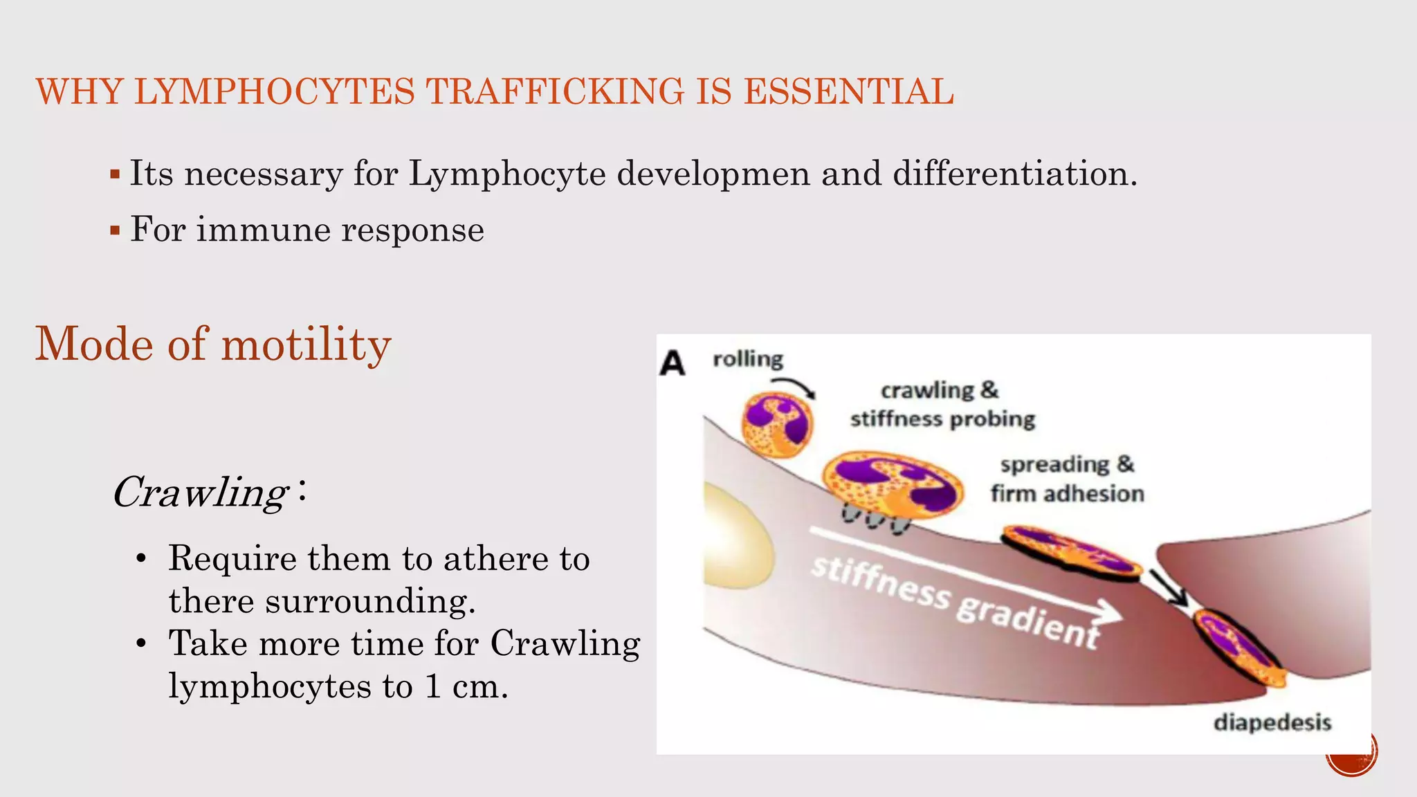 Lymphocyte traffic p.k.sonkar | PPTX