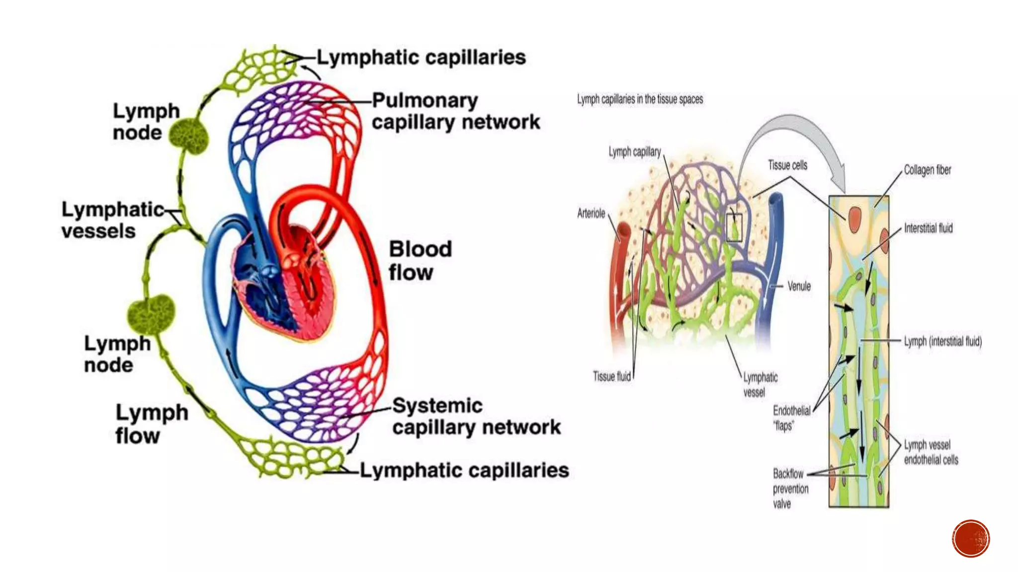 Lymphocyte traffic p.k.sonkar | PPTX