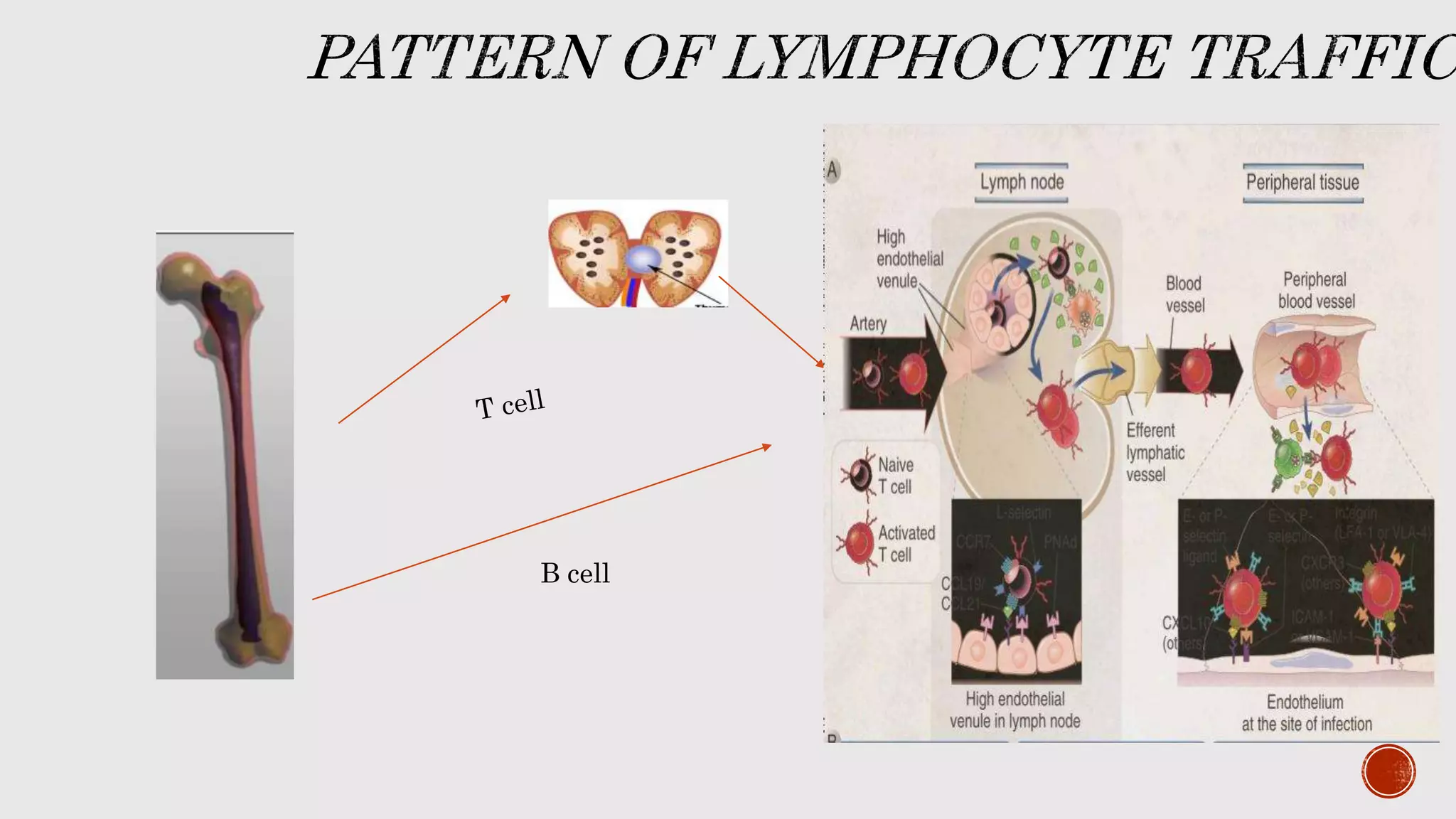 Lymphocyte traffic p.k.sonkar | PPTX