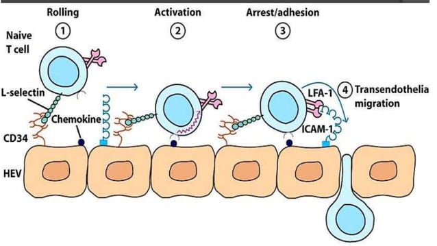 Lymphocyte traffic p.k.sonkar | PPTX | Biological Sciences | Science