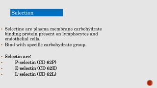 Lymphocyte traffic p.k.sonkar | PPTX