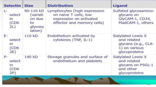Lymphocyte traffic p.k.sonkar | PPTX