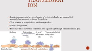 Lymphocyte traffic p.k.sonkar | PPTX