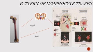 Lymphocyte traffic p.k.sonkar | PPTX