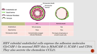 Lymphocyte traffic p.k.sonkar | PPTX