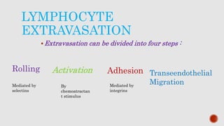 Lymphocyte traffic p.k.sonkar | PPTX