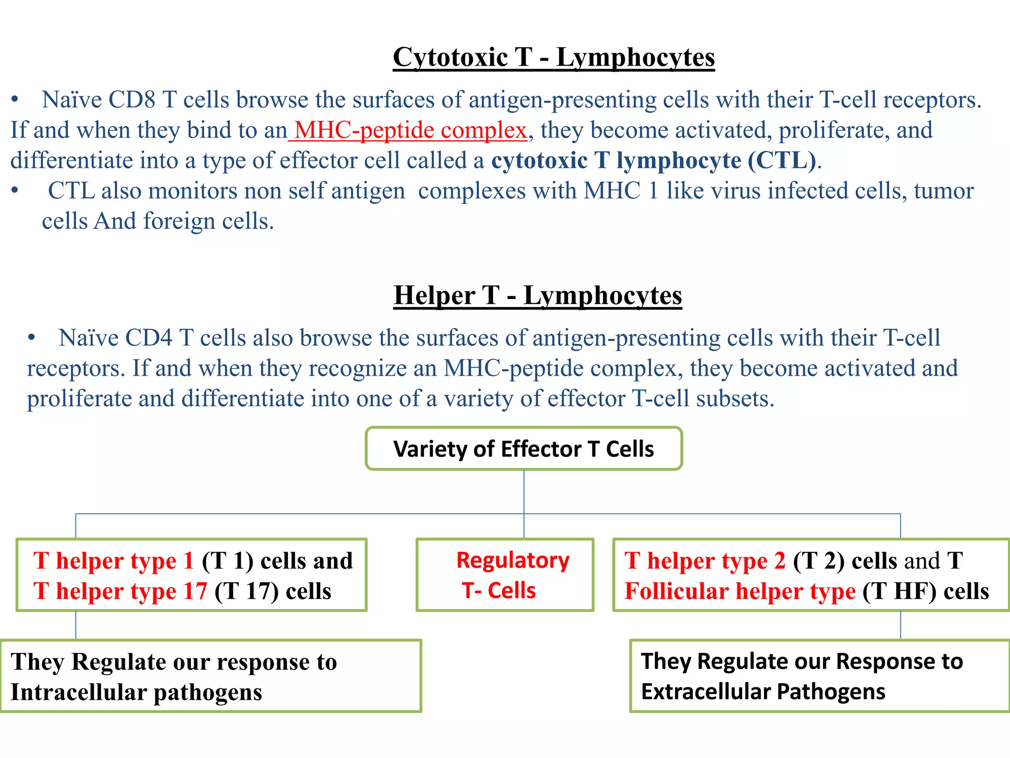 Lymphocytic cells involved in human immune system | PPTX