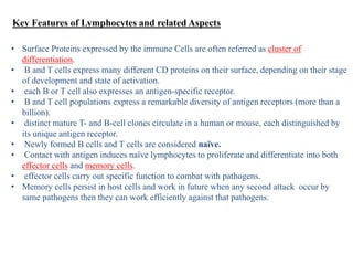 Lymphocytic cells involved in human immune system | PPTX