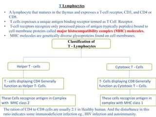 Lymphocytic cells involved in human immune system | PPTX