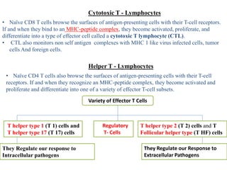 Lymphocytic cells involved in human immune system | PPTX