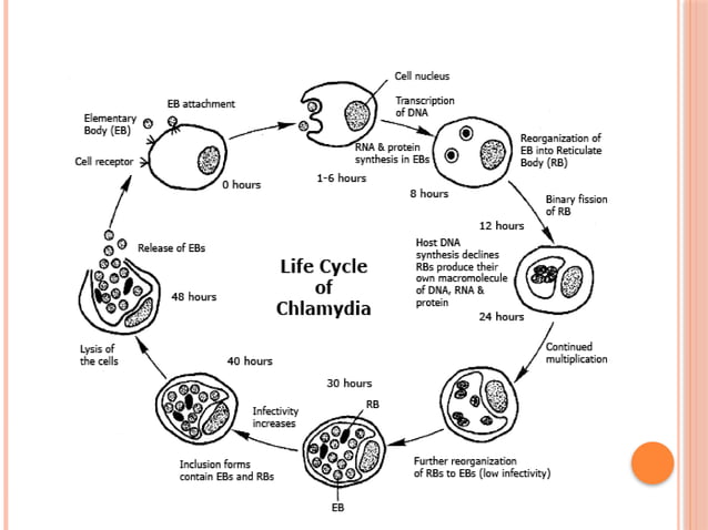 LYMPHOGRANULOMA VENEREUM - Sexually transmitted infections | PPTX