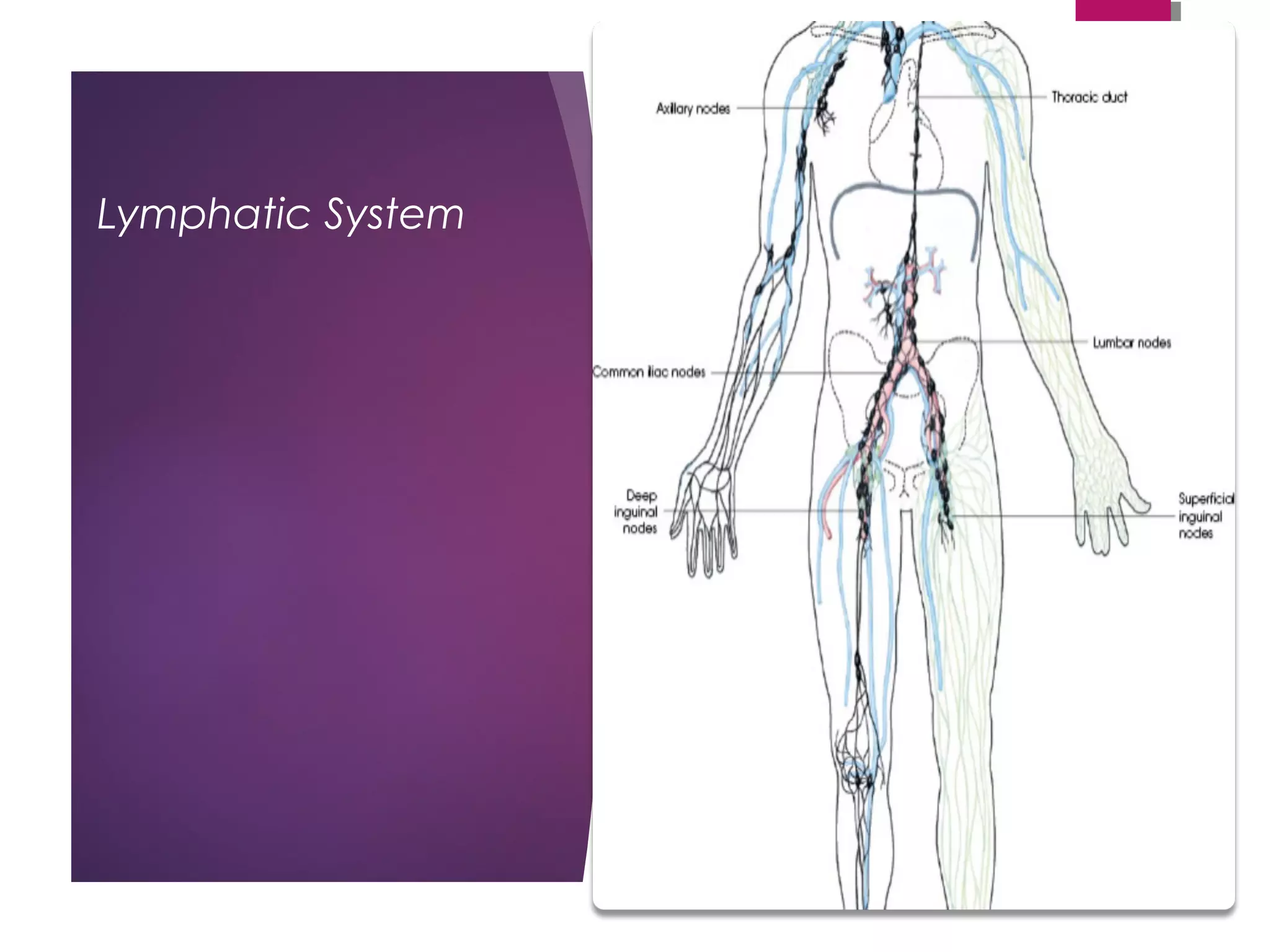 Lymphography rad 205-2013 | PPT