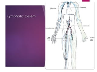 Lymphography rad 205-2013 | PPT