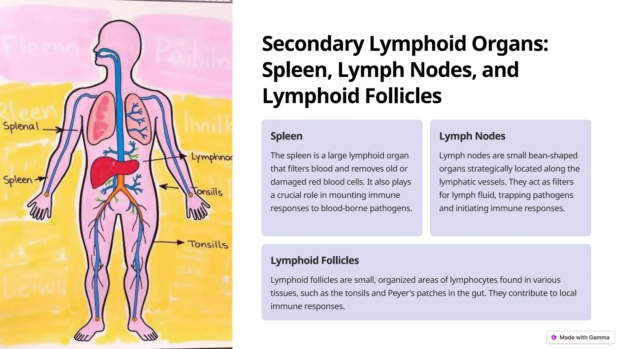 Lymphoid-Organs-The-Bodys-Immune-Defenders.pptx
