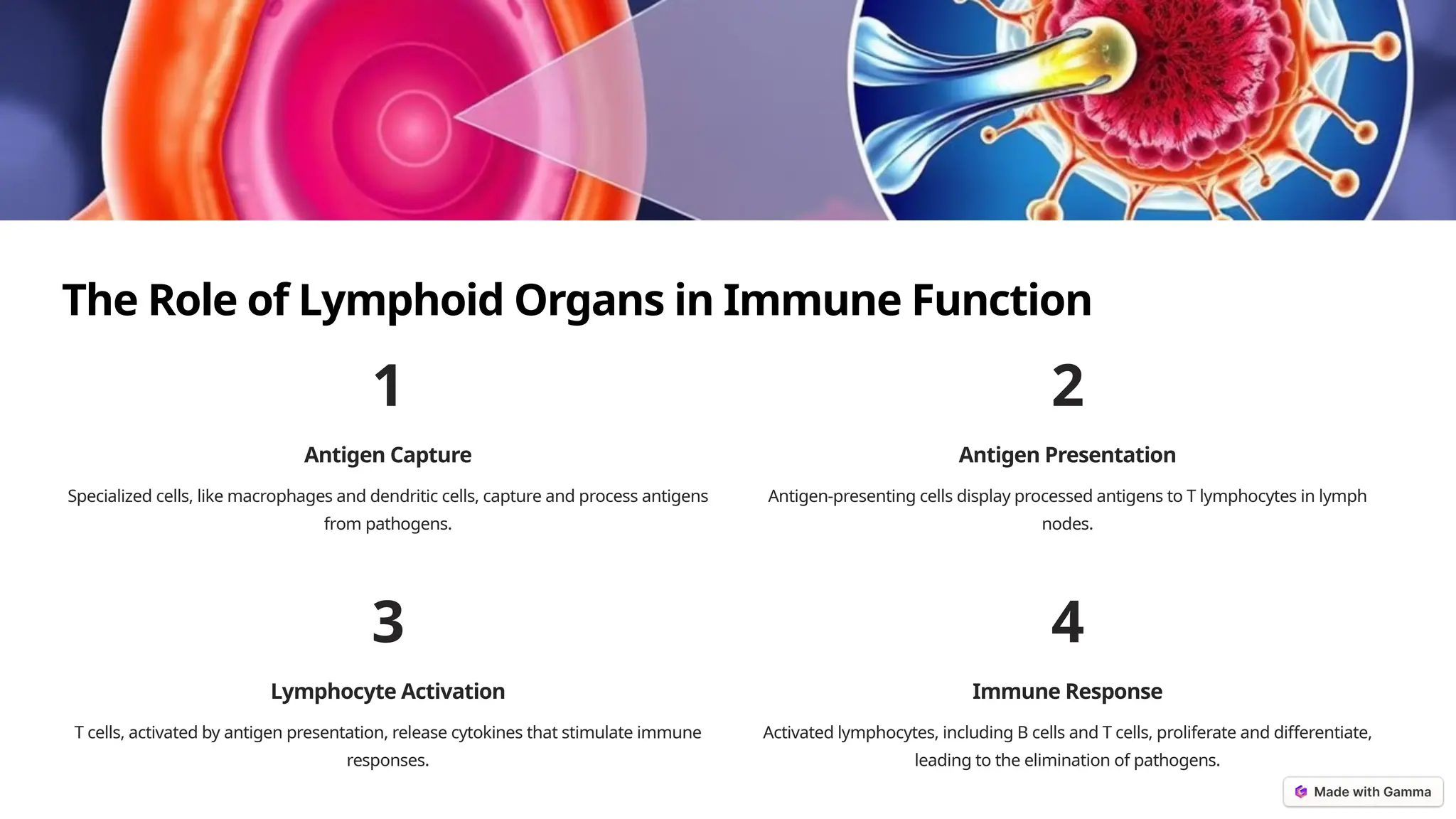 Lymphoid-Organs-The-Bodys-Immune-Defenders.pptx