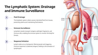Lymphoid-Organs-The-Bodys-Immune-Defenders.pptx