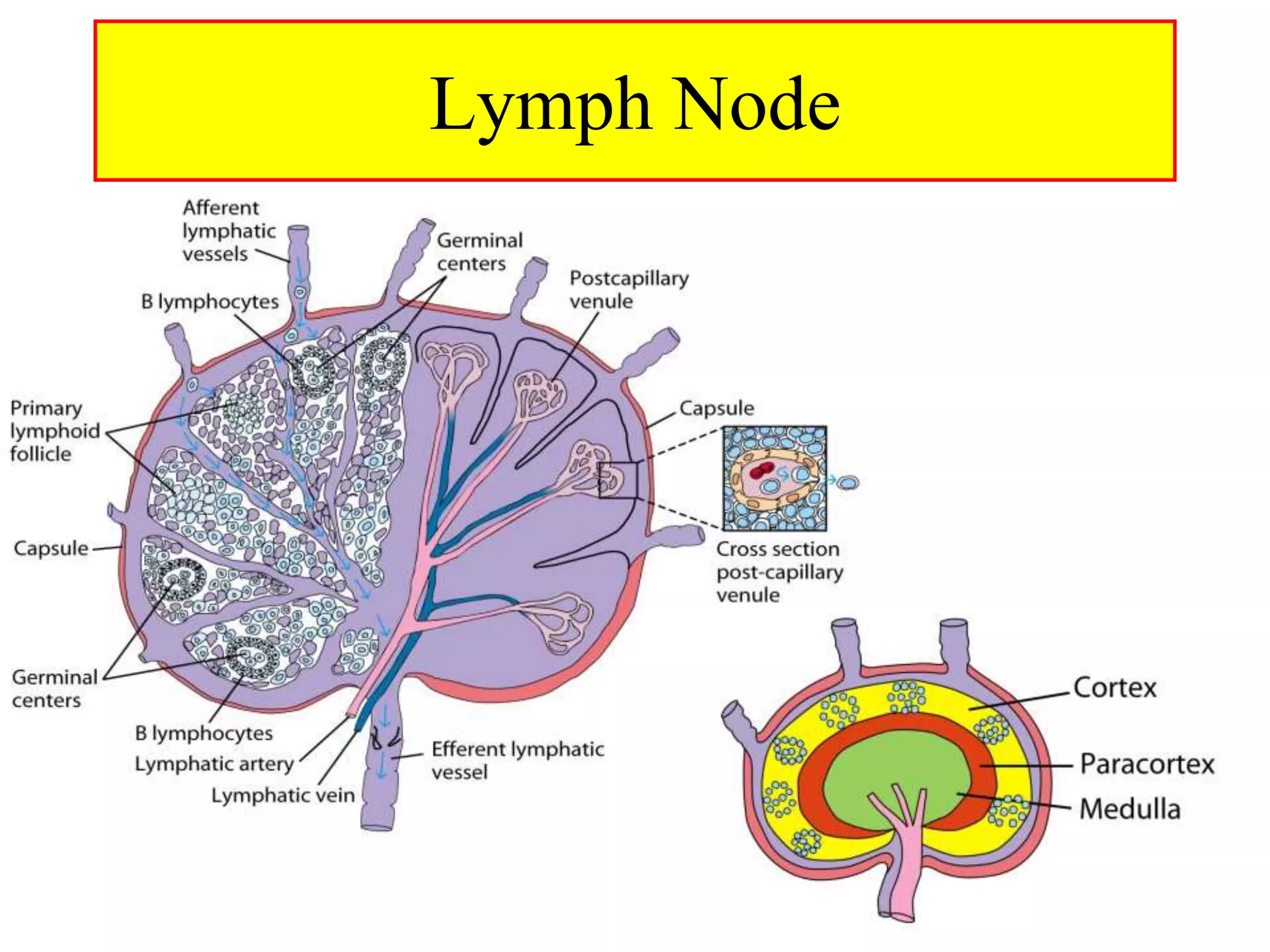 Lymphoid organ | PPT