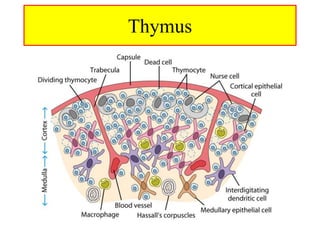 Lymphoid organ | PPT