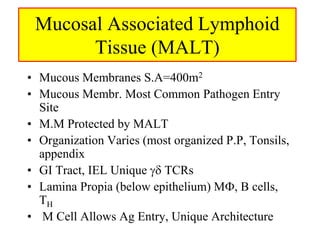 Lymphoid organ | PPT