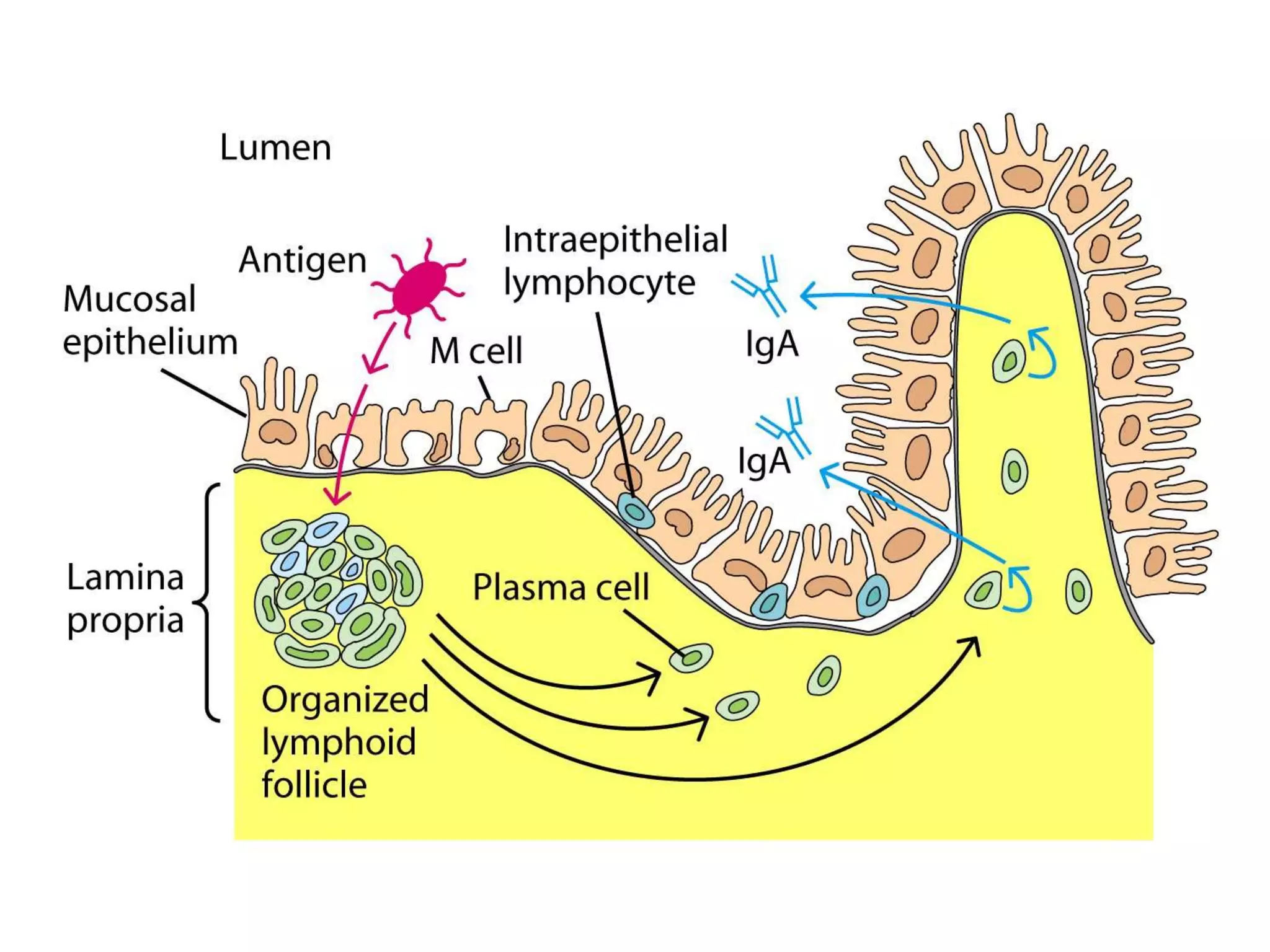 Lymphoid organ | PPT