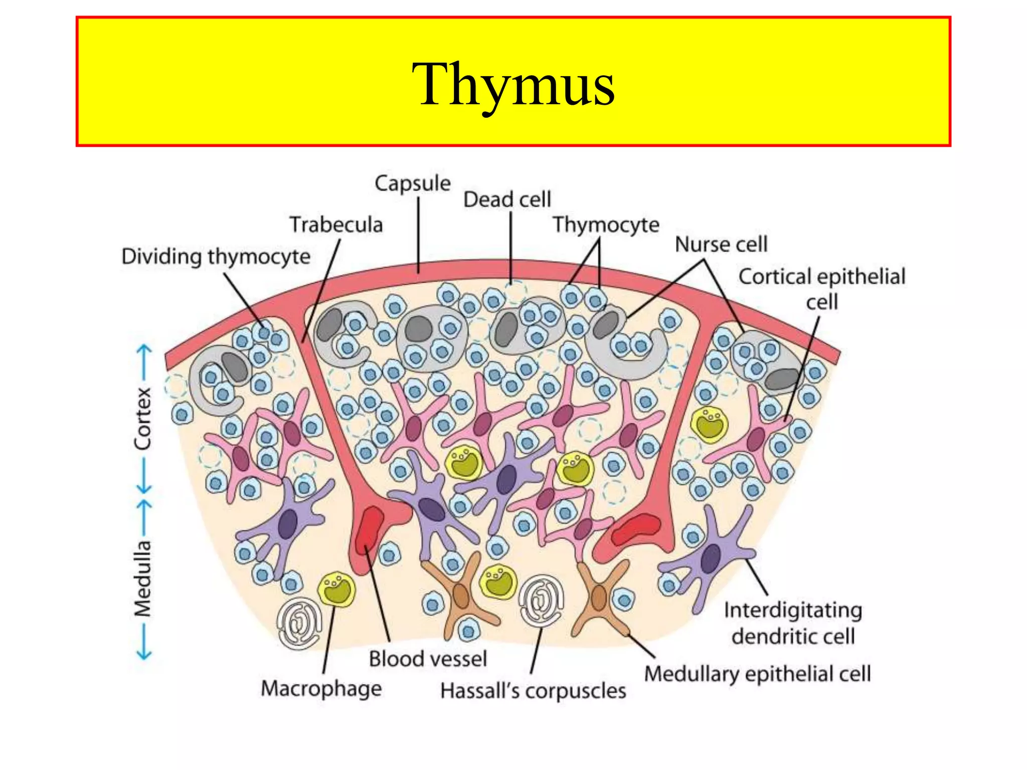 Lymphoid organ | PPT