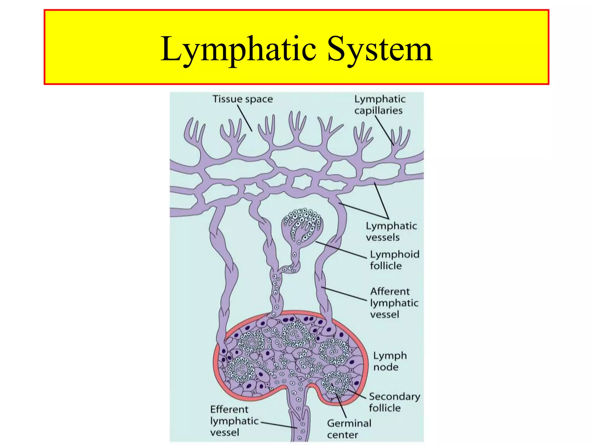 Lymphoid organ | PPT