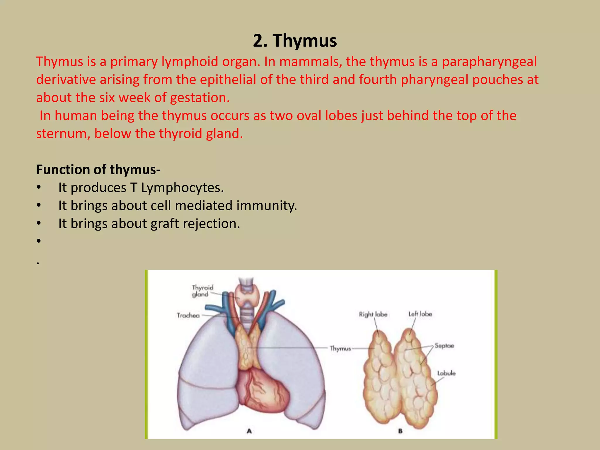 Lymphoid organ -Primary & secondary organ | PPTX