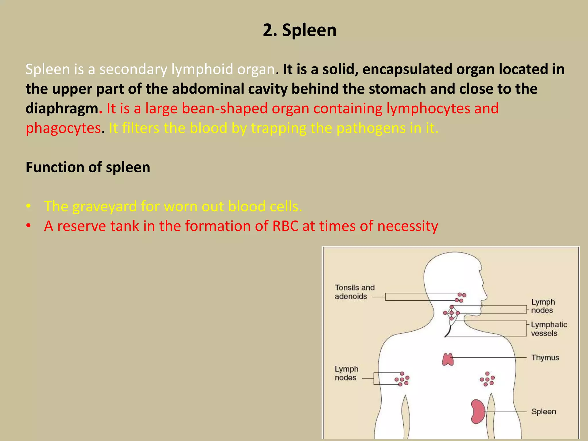 Lymphoid organ -Primary & secondary organ | PPTX