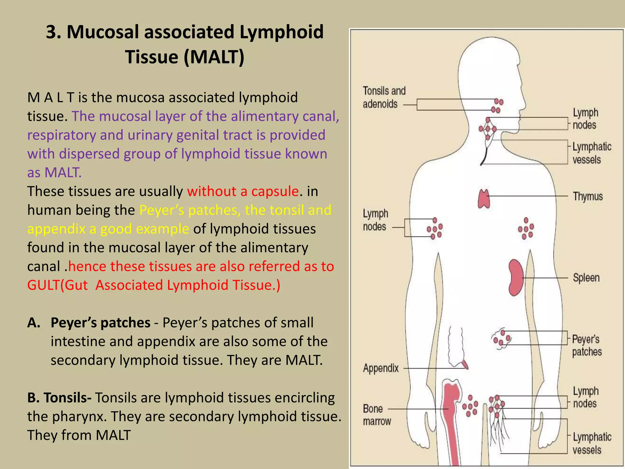 Lymphoid organ -Primary & secondary organ | PPTX