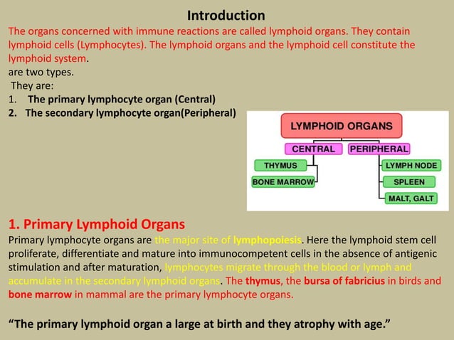 Lymphoid organ -Primary & secondary organ | PPTX | Bone and Joint ...