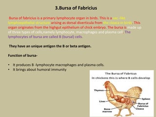 Lymphoid organ -Primary & secondary organ | PPTX