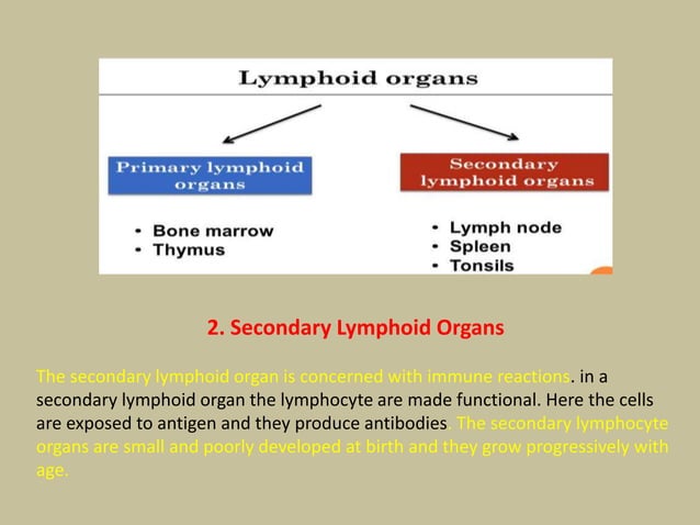 Lymphoid organ -Primary & secondary organ | PPTX | Bone and Joint ...