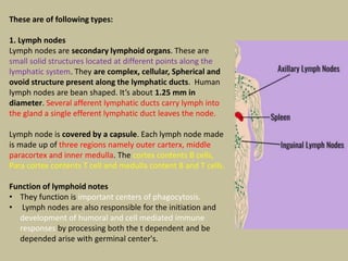 Lymphoid organ -Primary & secondary organ | PPTX