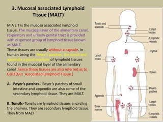 Lymphoid organ -Primary & secondary organ | PPTX
