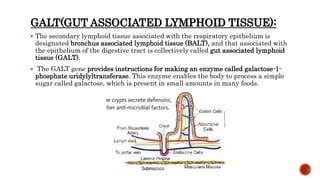lymphoid organ anisha kazi.pptx
