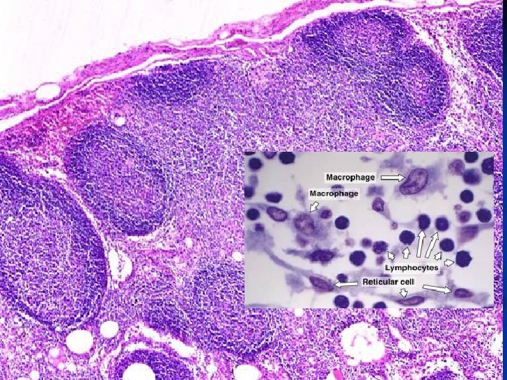 Lymphoid Organs Lymphoid Organs