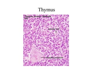 Lymphoid organs | PPT