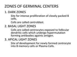 Lymphoid organs | PPT