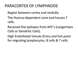 Lymphoid organs | PPT | Biological Sciences | Science