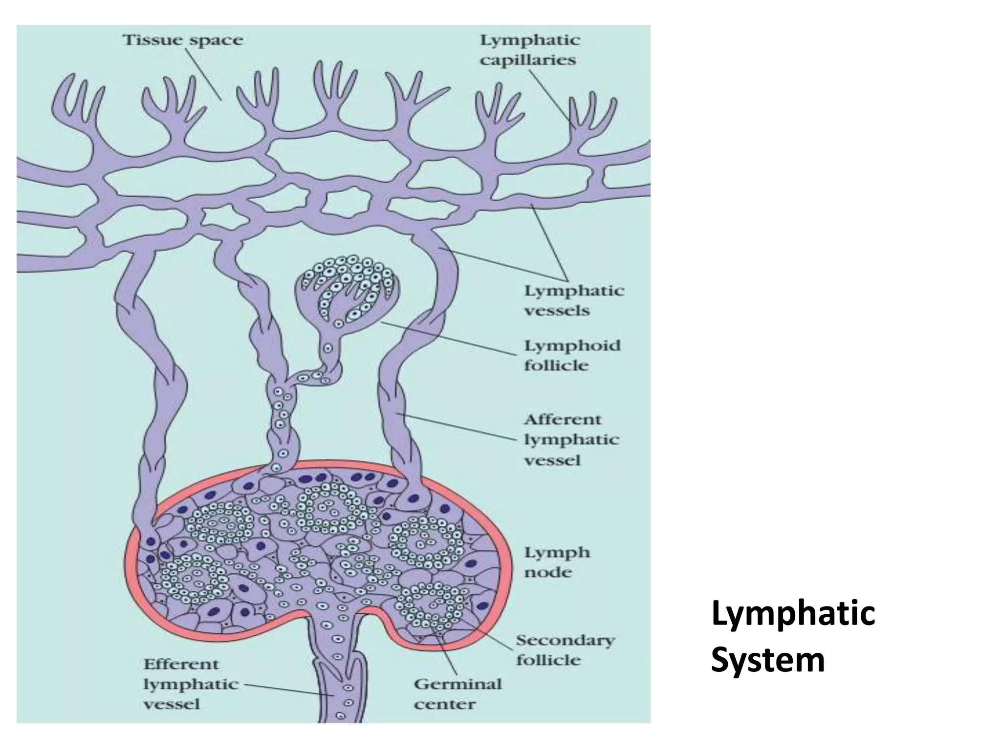 Lymphoid organs | PPT